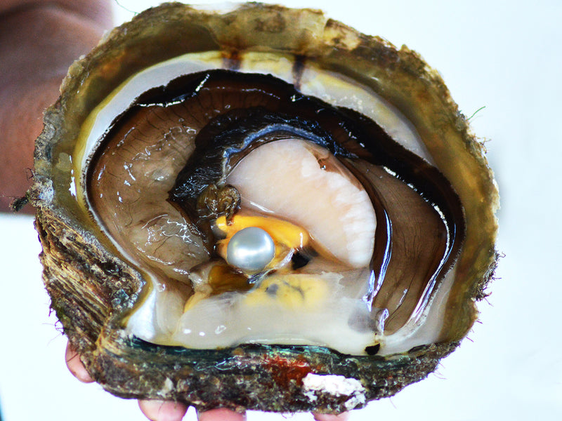 Discover Pearling Tour | Broome Tours | Willie Creek Pearls